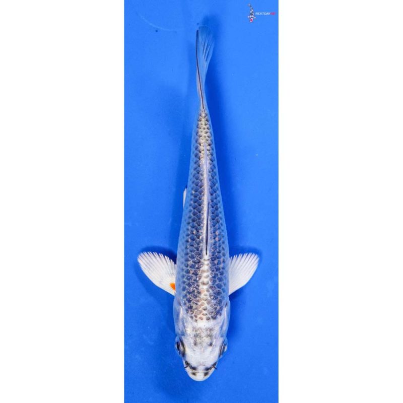 Matsuba Koi Fish For Sale | Next Day Koi