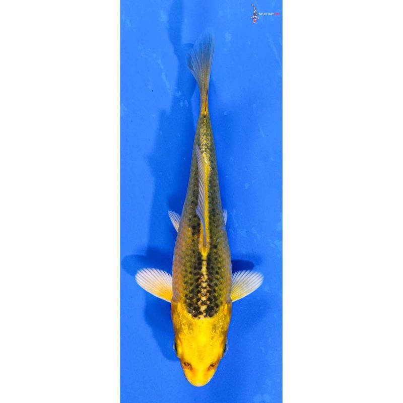 Matsuba Koi Fish For Sale | Next Day Koi
