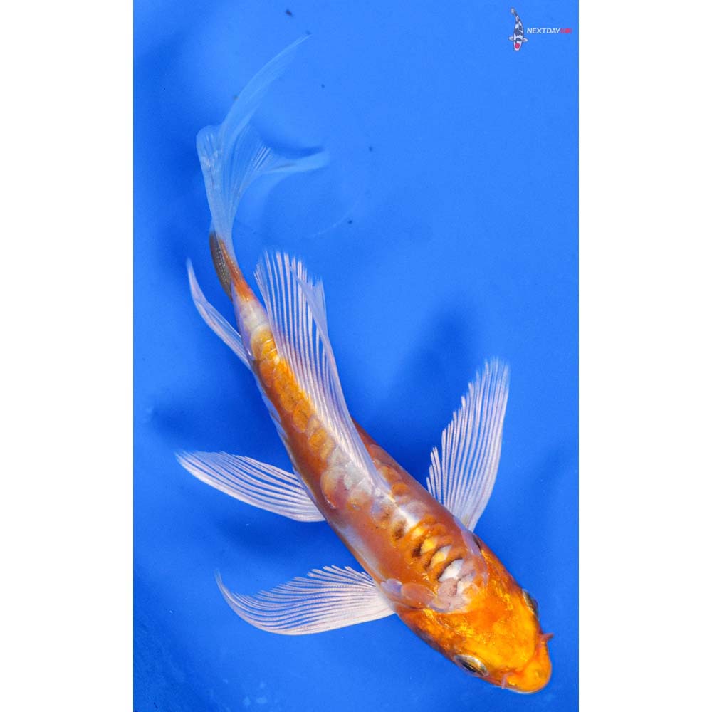 4 Doitsu Kujaku Butterfly Koi Koi Fish For Sale