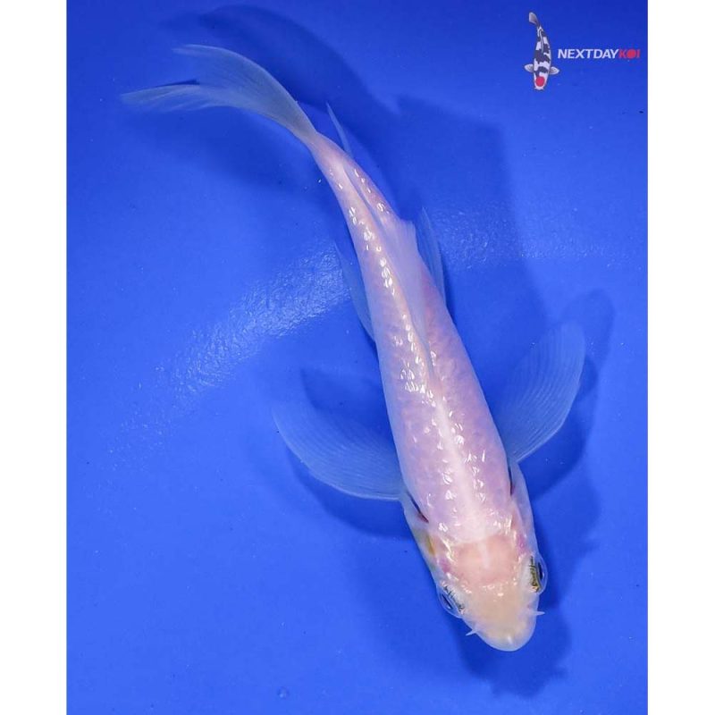 Kawarimono | Koi Fish For Sale | Next Day Koi