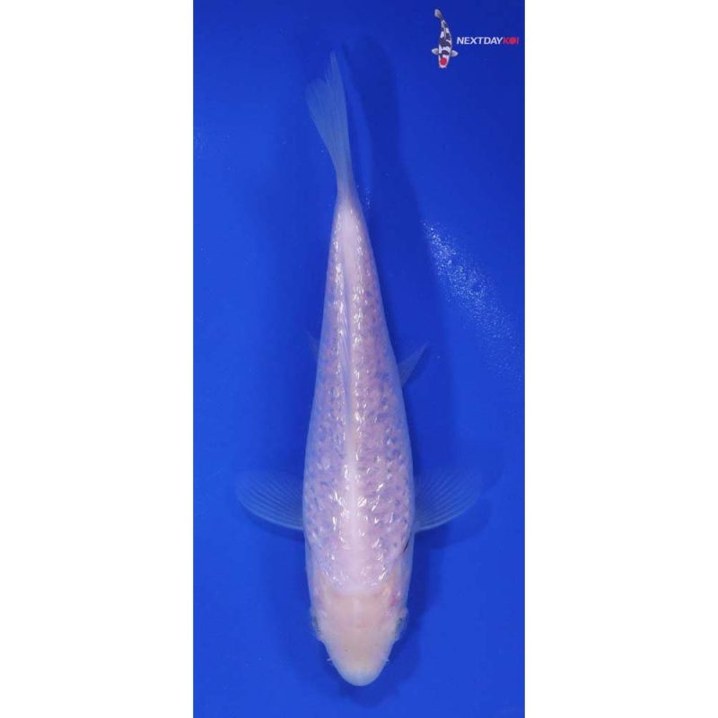 Kawarimono | Koi Fish For Sale | Next Day Koi