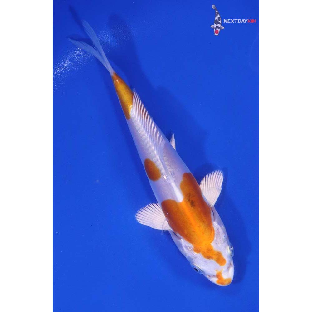 5” Kikusui | Koi Fish For Sale