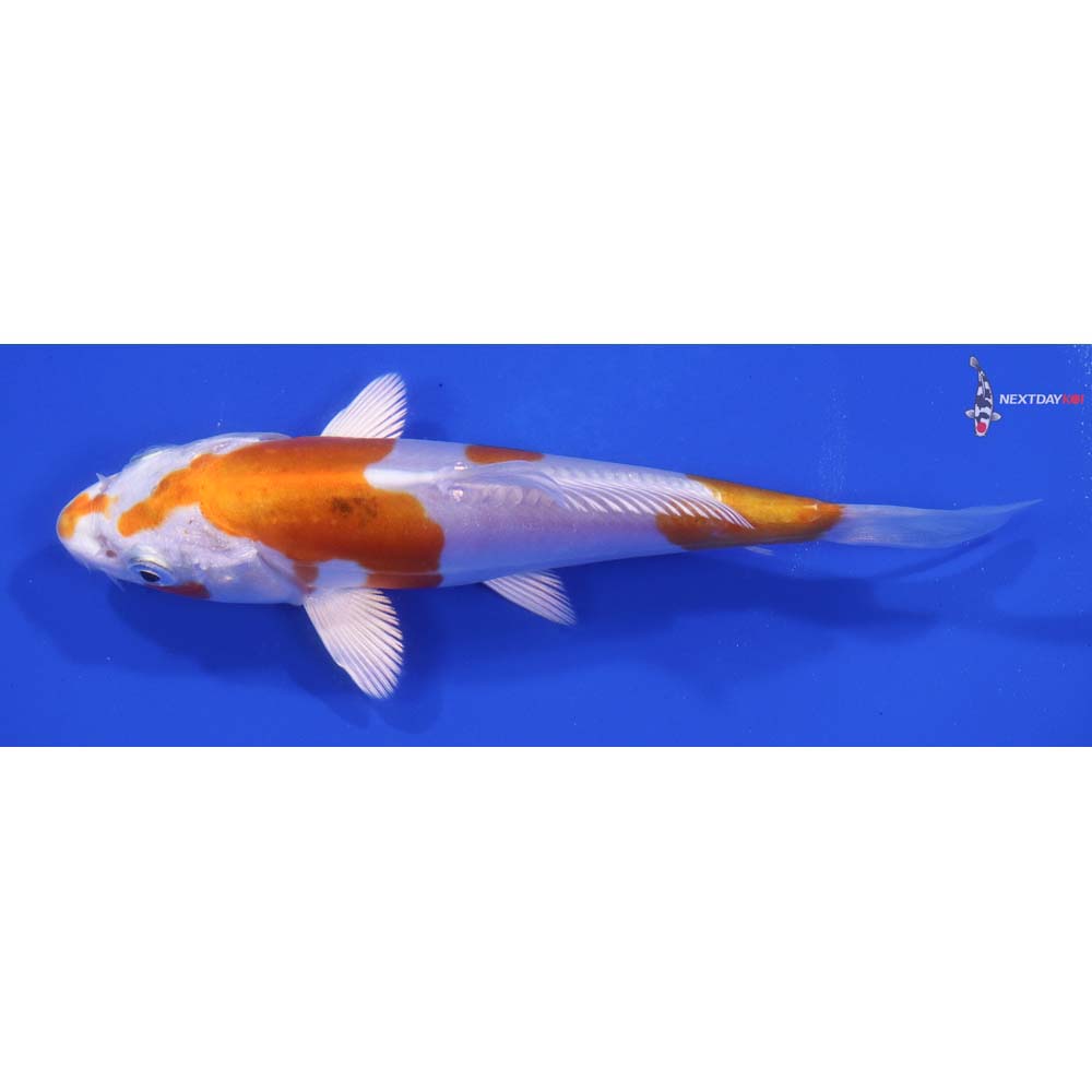 5” Kikusui | Koi Fish For Sale