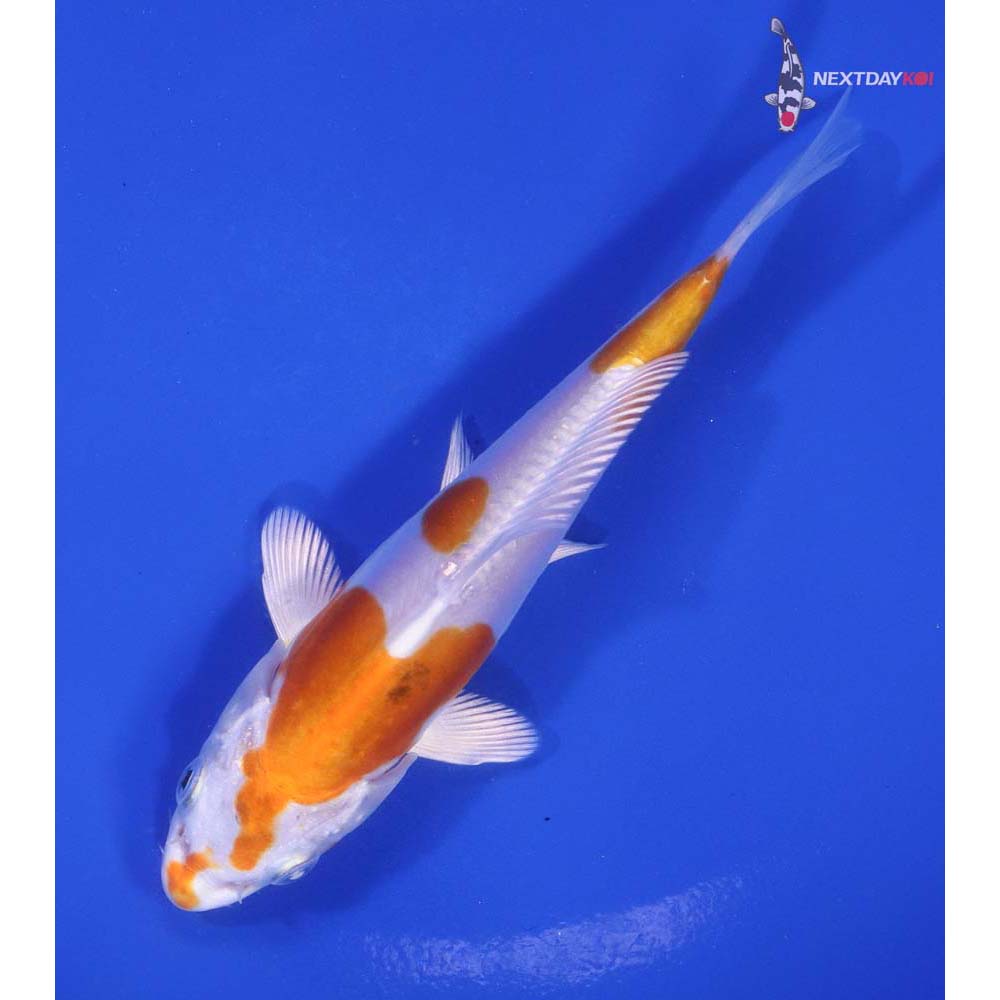5” Kikusui | Koi Fish For Sale