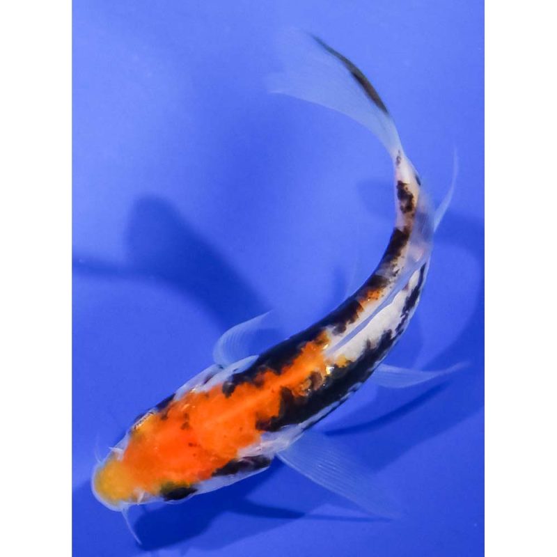 Kawarimono | Koi Fish For Sale | Next Day Koi
