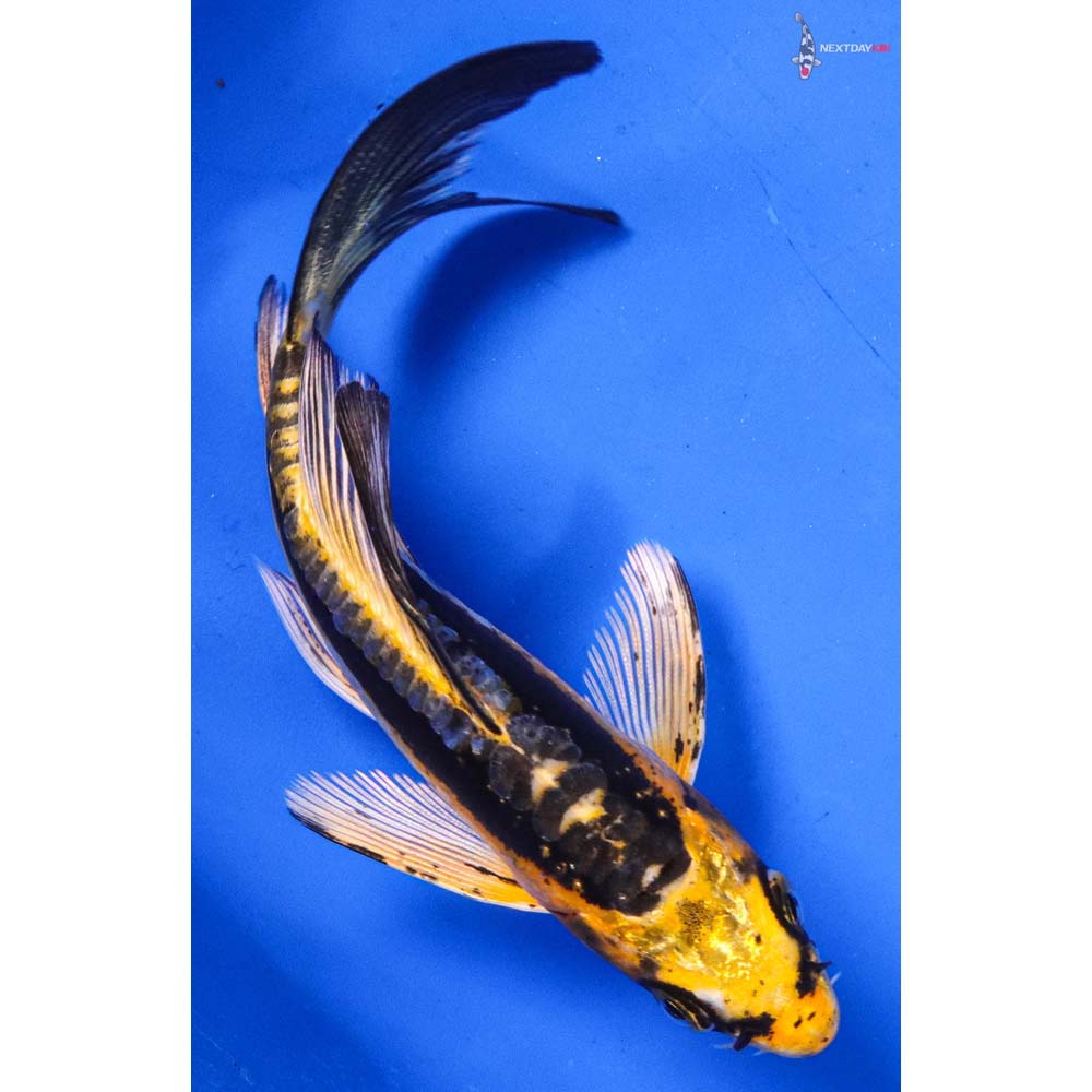 Kin Kikokuryu Koi Fish For Sale | Next Day Koi