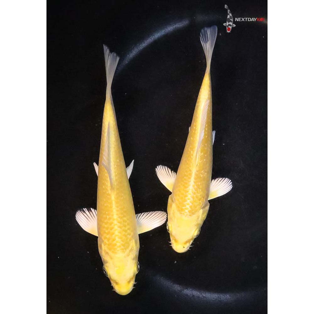 Pair of 5-6” Yamabuki Ogon Koi | Koi Fish For Sale