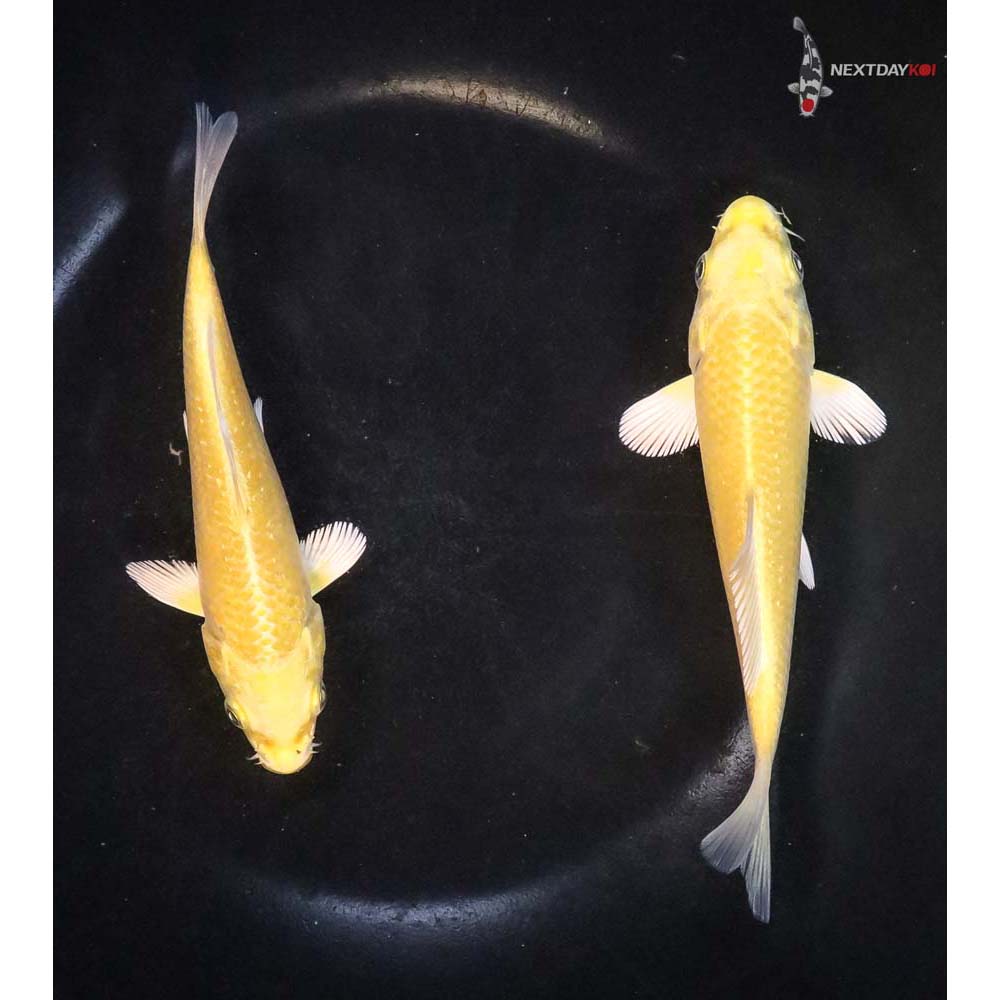 Pair of 5-6” Yamabuki Ogon Koi | Koi Fish For Sale