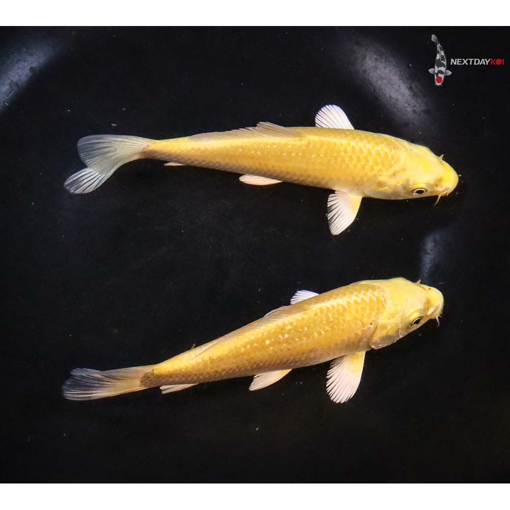 Pair of 5-6” Yamabuki Ogon Koi | Koi Fish For Sale