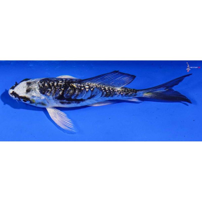3.5” Gin Rin Kin Kikokuryu Butterfly Koi | Koi Fish For Sale