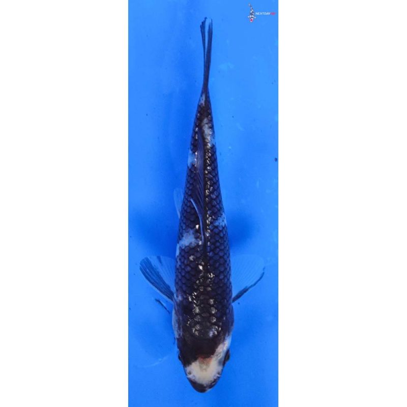 Kawarimono | Koi Fish For Sale | Next Day Koi