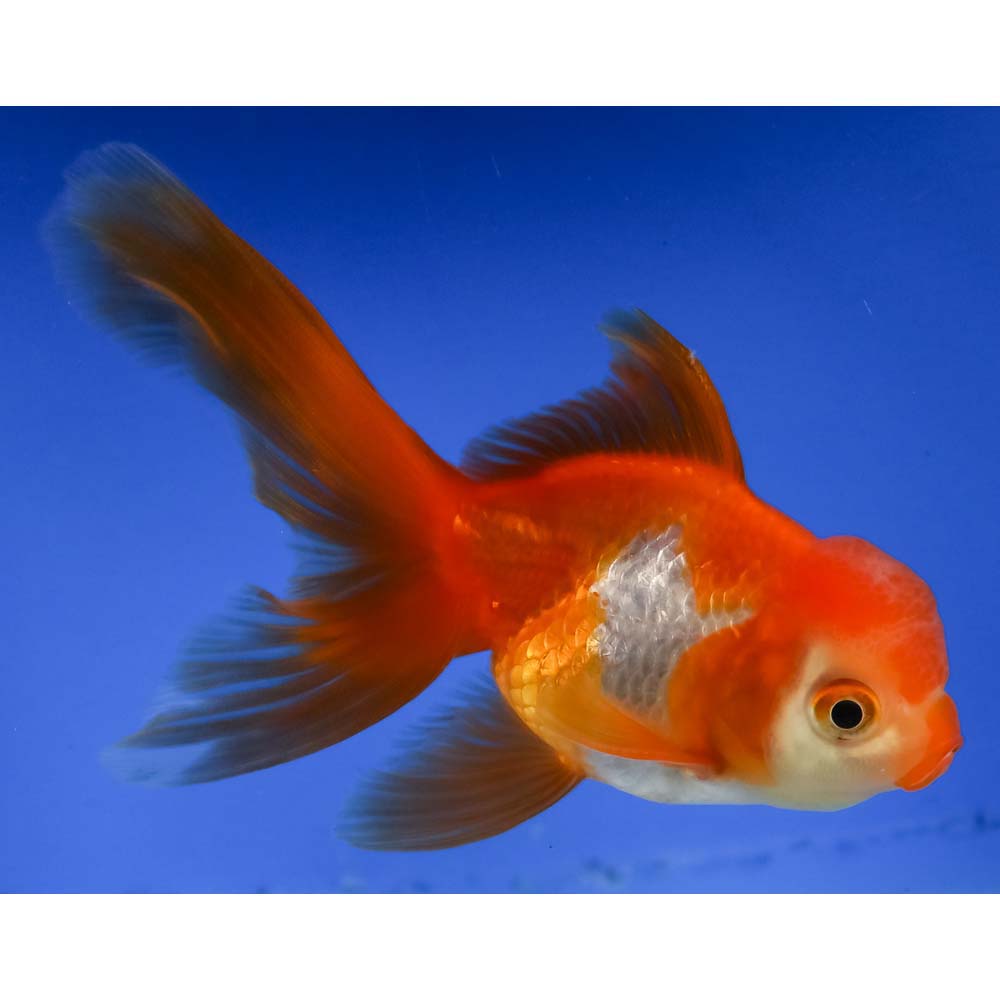 4” Imported Red and White Oranda | Koi Fish For Sale