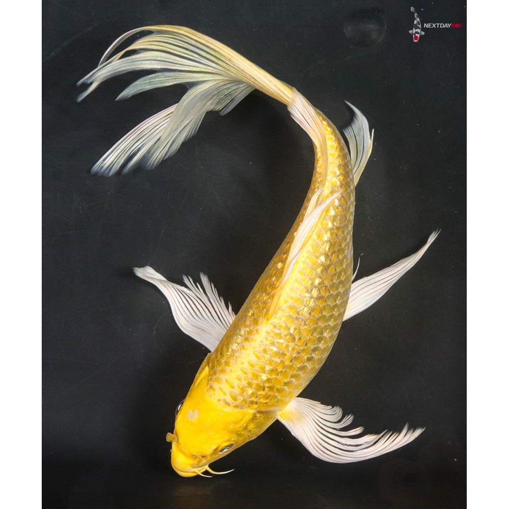 11” Imported Gin Rin Yamabuki Ogon Butterfly Koi | Koi Fish For Sale
