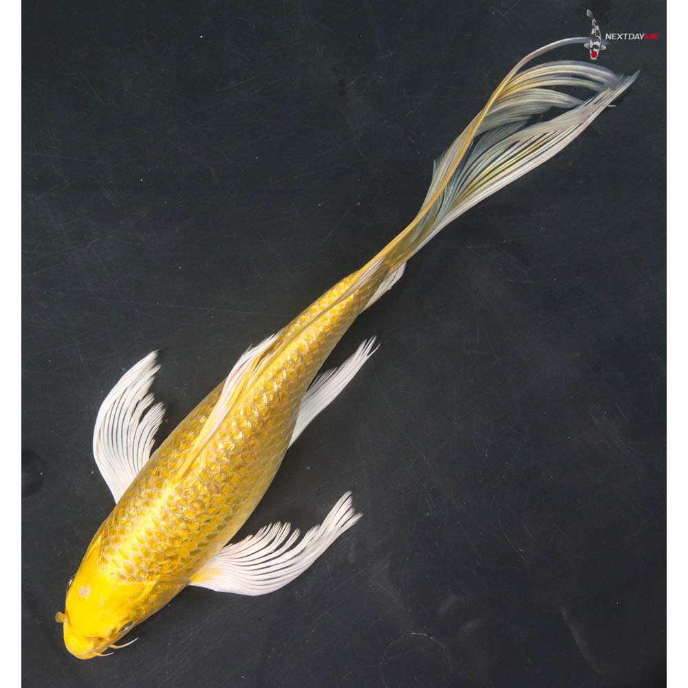 11” Imported Gin Rin Yamabuki Ogon Butterfly Koi | Koi Fish For Sale
