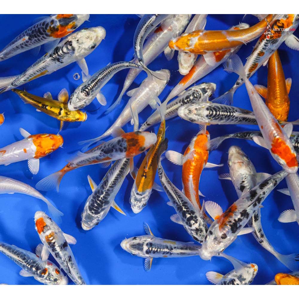 Koi Pond Packs | Koi Fish For Sale | Next Day Koi