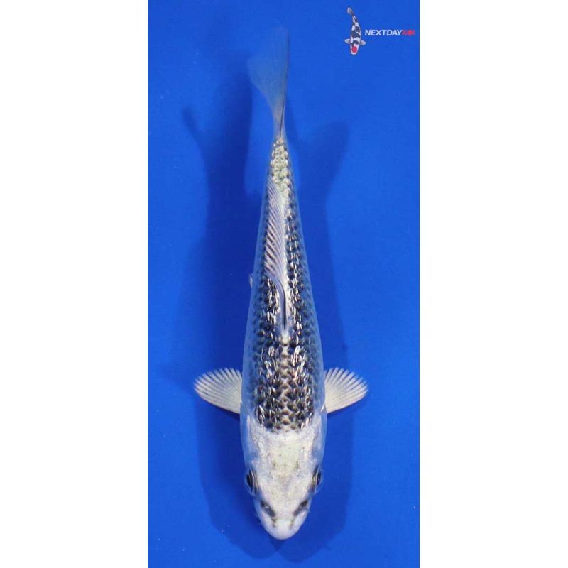 Matsuba Koi Fish For Sale | Next Day Koi