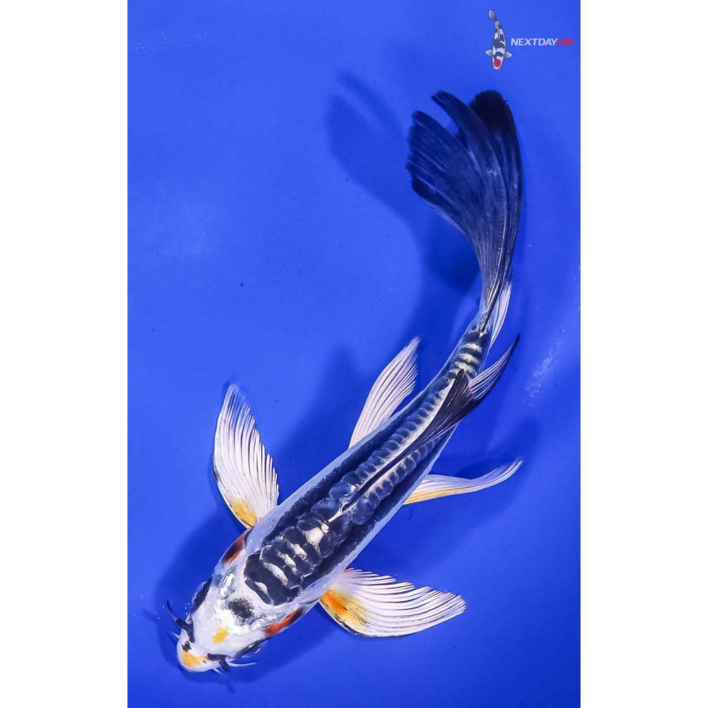 Kin Kikokuryu Koi Fish For Sale | Next Day Koi