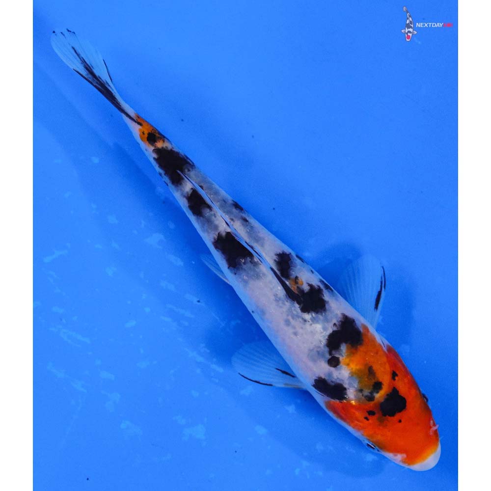 4.5” Sanke | Koi Fish For Sale