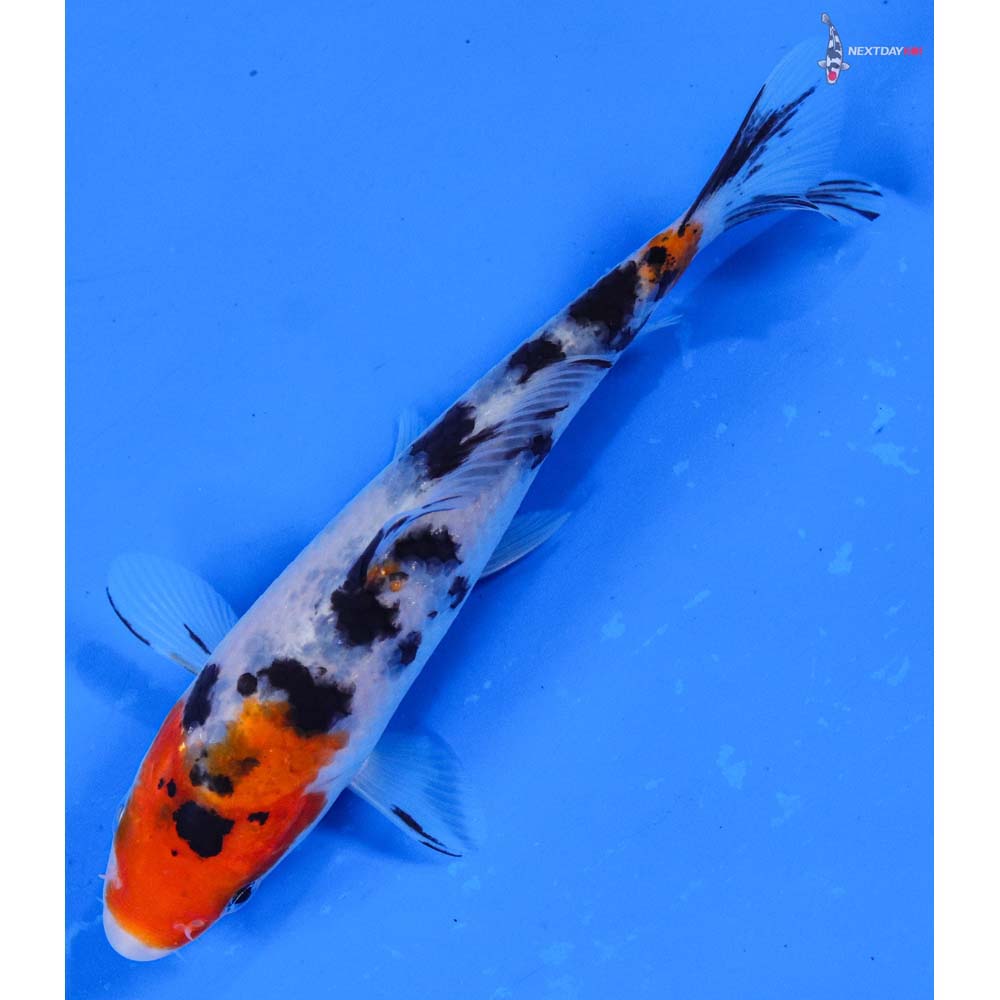 4.5” Sanke | Koi Fish For Sale