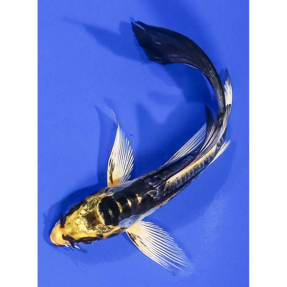 4” Kin Kikokuryu Butterfly Koi | Koi Fish For Sale