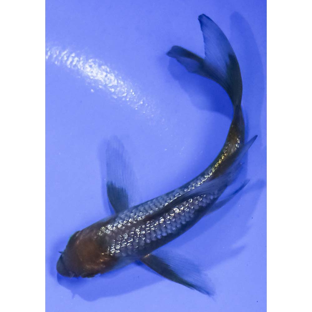 4” Gin Rin Ochiba Shigure Butterfly Koi | Koi Fish For Sale