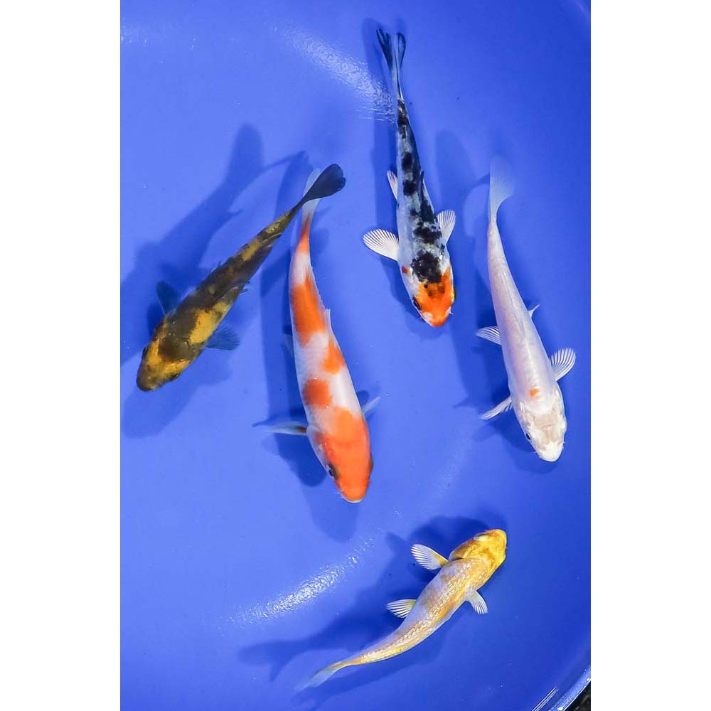 Lot Of 5 3 4 Assorted Koi Koi Fish For Sale