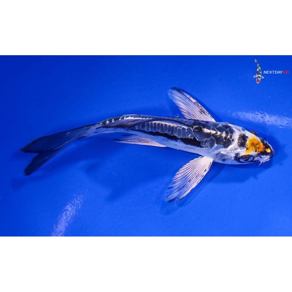 4.5” Kin Kikokuryu Butterfly Koi | Koi Fish For Sale