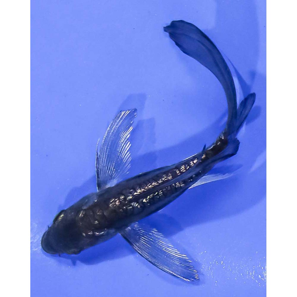 3.5” Gin Rin Doitsu Soragoi Butterfly Koi | Koi Fish For Sale