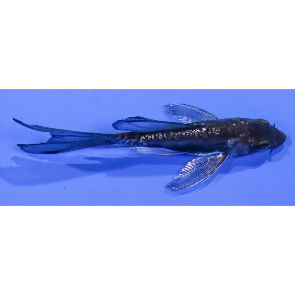 3.5” Gin Rin Doitsu Soragoi Butterfly Koi | Koi Fish For Sale