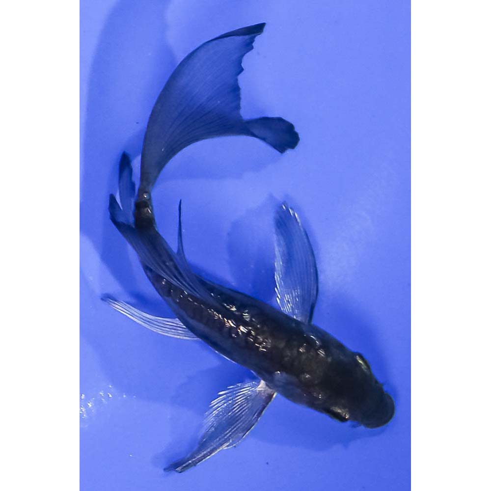 3.5” Gin Rin Doitsu Soragoi Butterfly Koi | Koi Fish For Sale