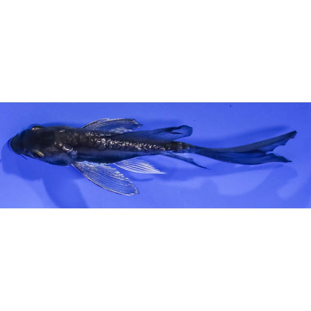 3.5” Gin Rin Doitsu Soragoi Butterfly Koi | Koi Fish For Sale