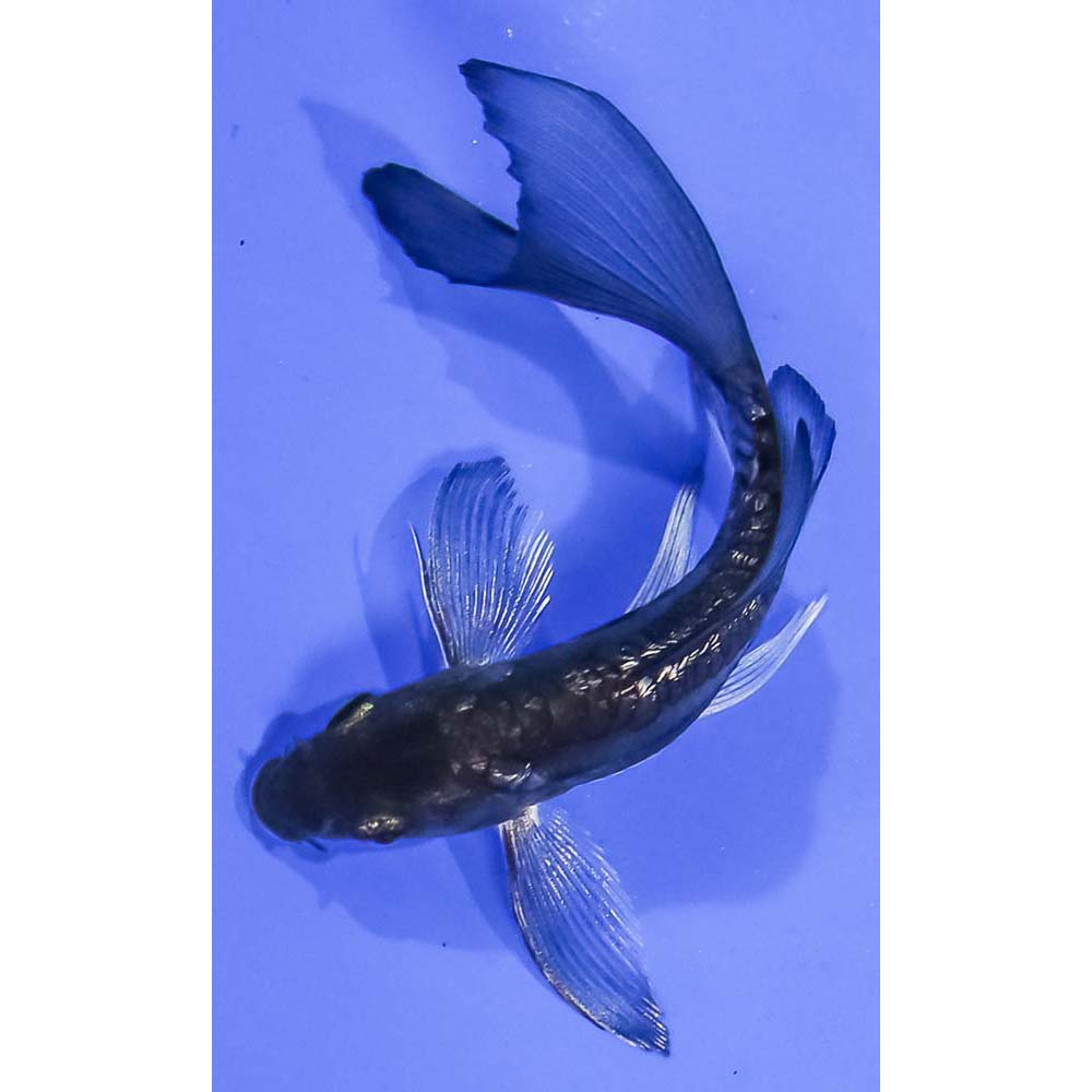 3.5” Gin Rin Doitsu Soragoi Butterfly Koi | Koi Fish For Sale