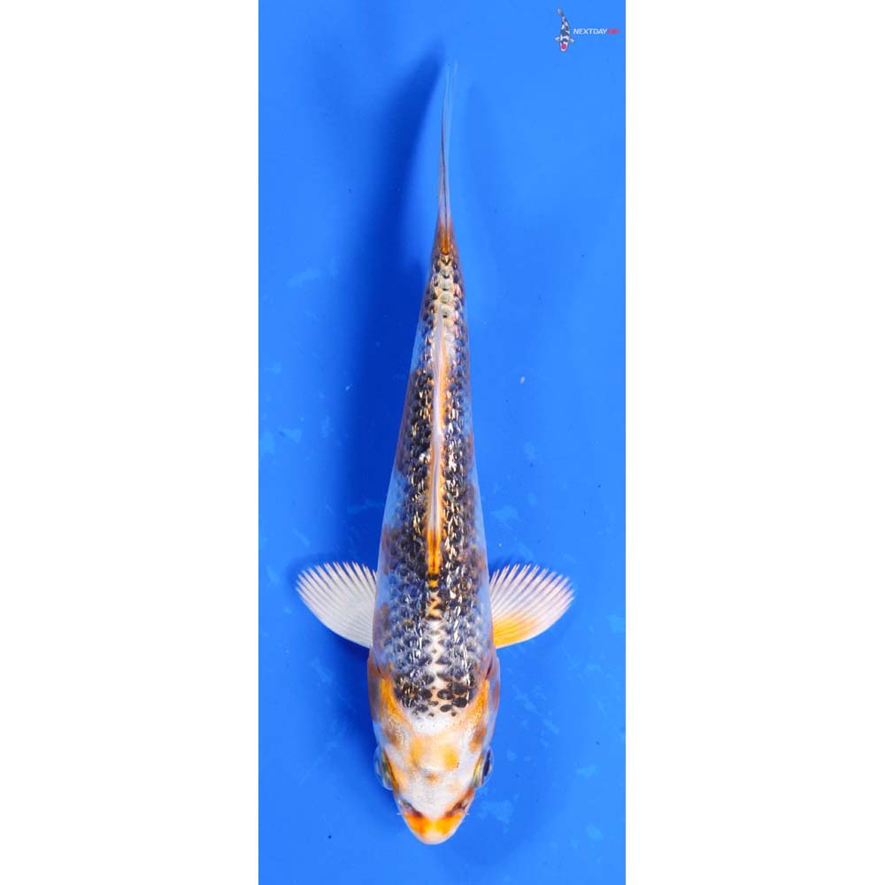 4” Gin Rin Kujaku | Koi Fish For Sale