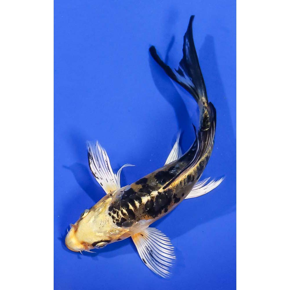 5” Doitsu Kin Ki Bekko Butterfly Koi | Koi Fish For Sale