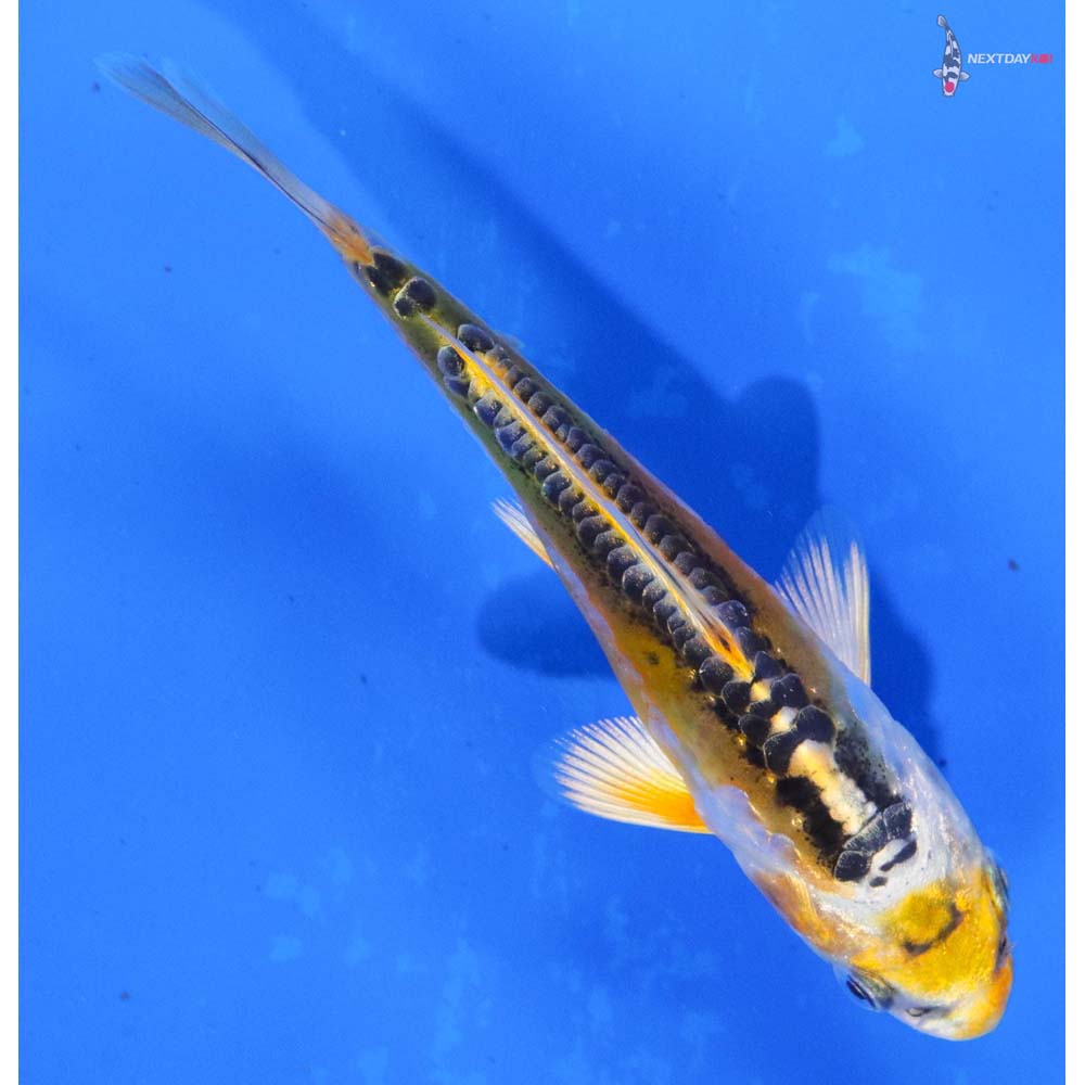 4” Doitsu Kujaku | Koi Fish For Sale