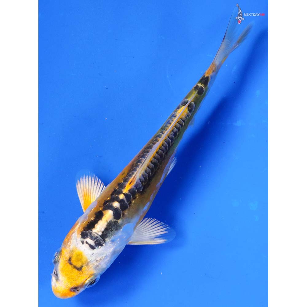 4” Doitsu Kujaku | Koi Fish For Sale