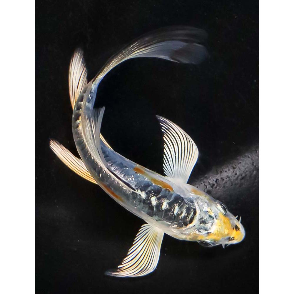 3 5 Doitsu Blue Kujaku Butterfly Koi Koi Fish For Sale