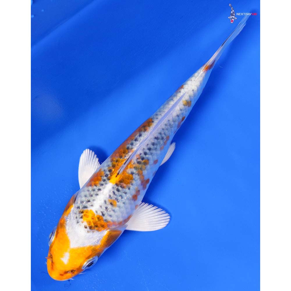 5” Kujaku | Koi Fish For Sale