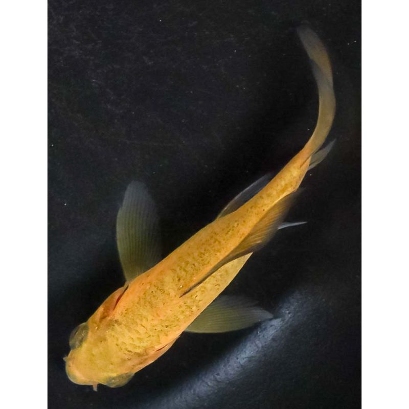 Chagoi Koi Fish For Sale | Next Day Koi