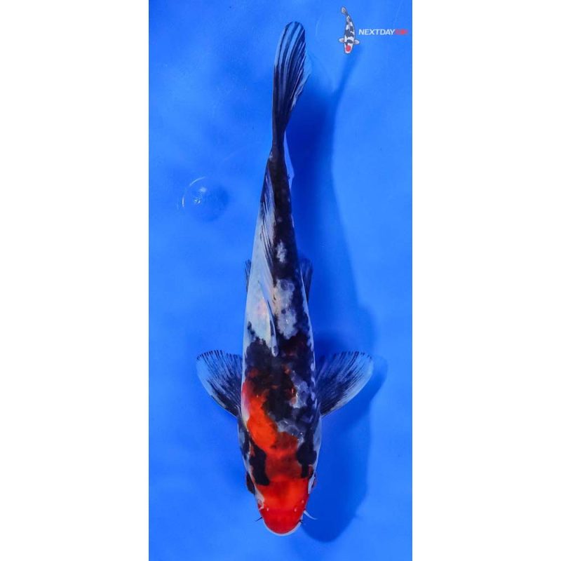 Showa | Koi Fish For Sale | Next Day Koi