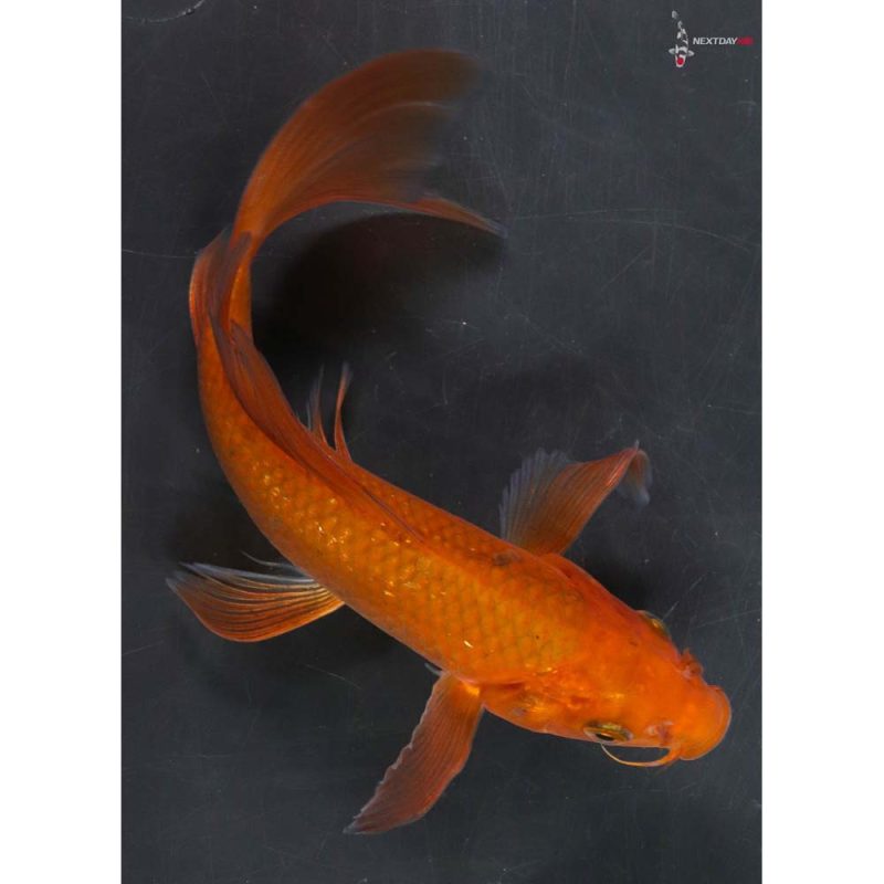 Chagoi Koi Fish For Sale | Next Day Koi