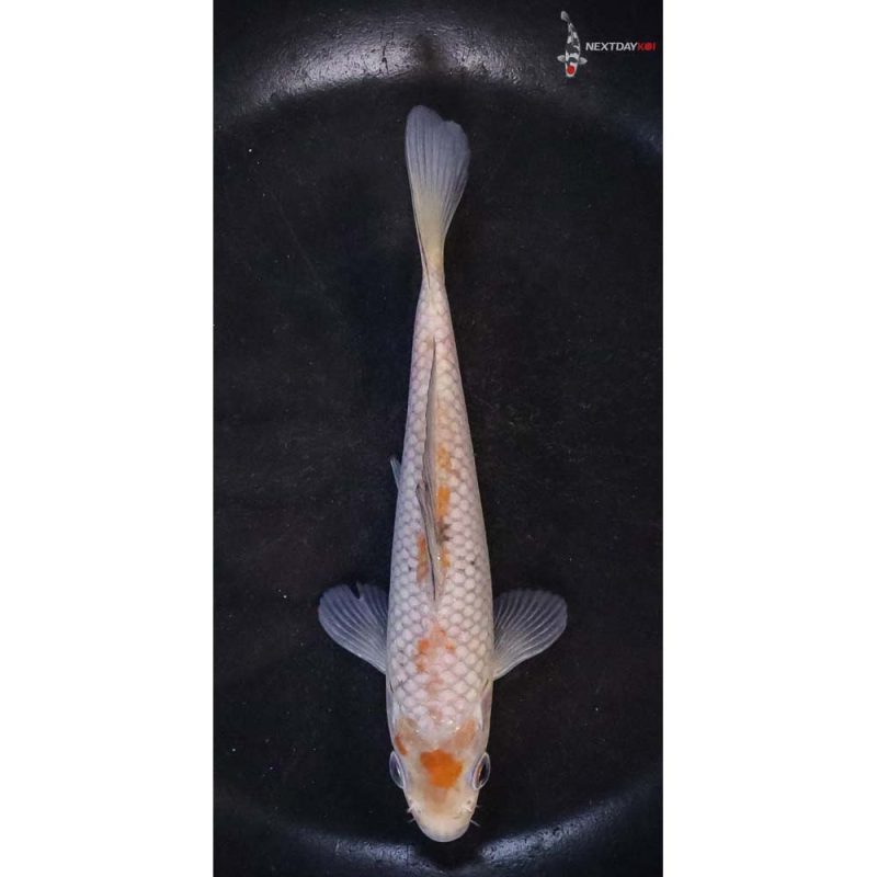 Kawarimono | Koi Fish For Sale | Next Day Koi