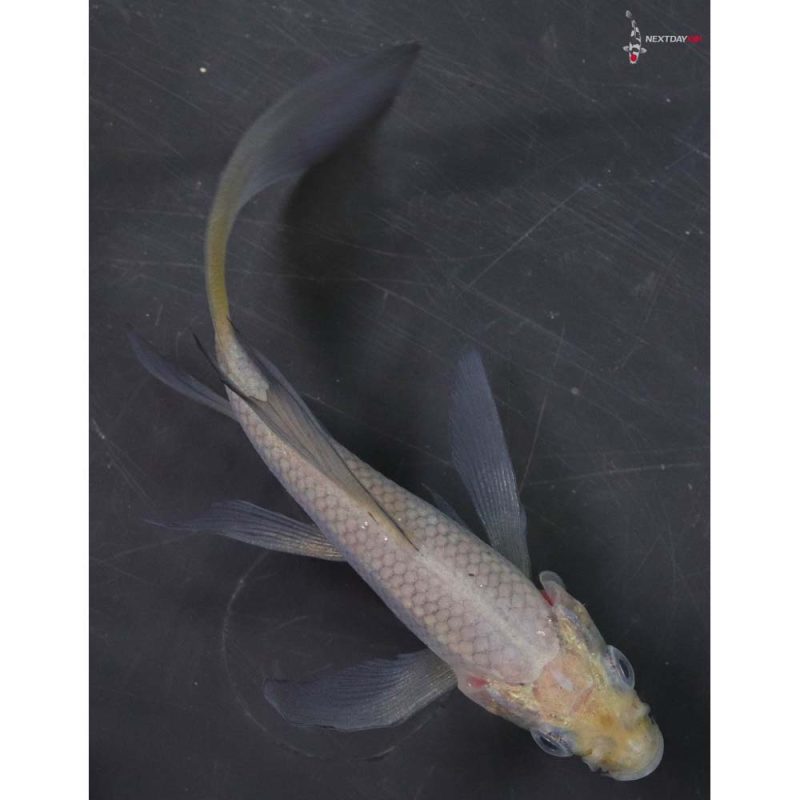 Kawarimono | Koi Fish For Sale | Next Day Koi