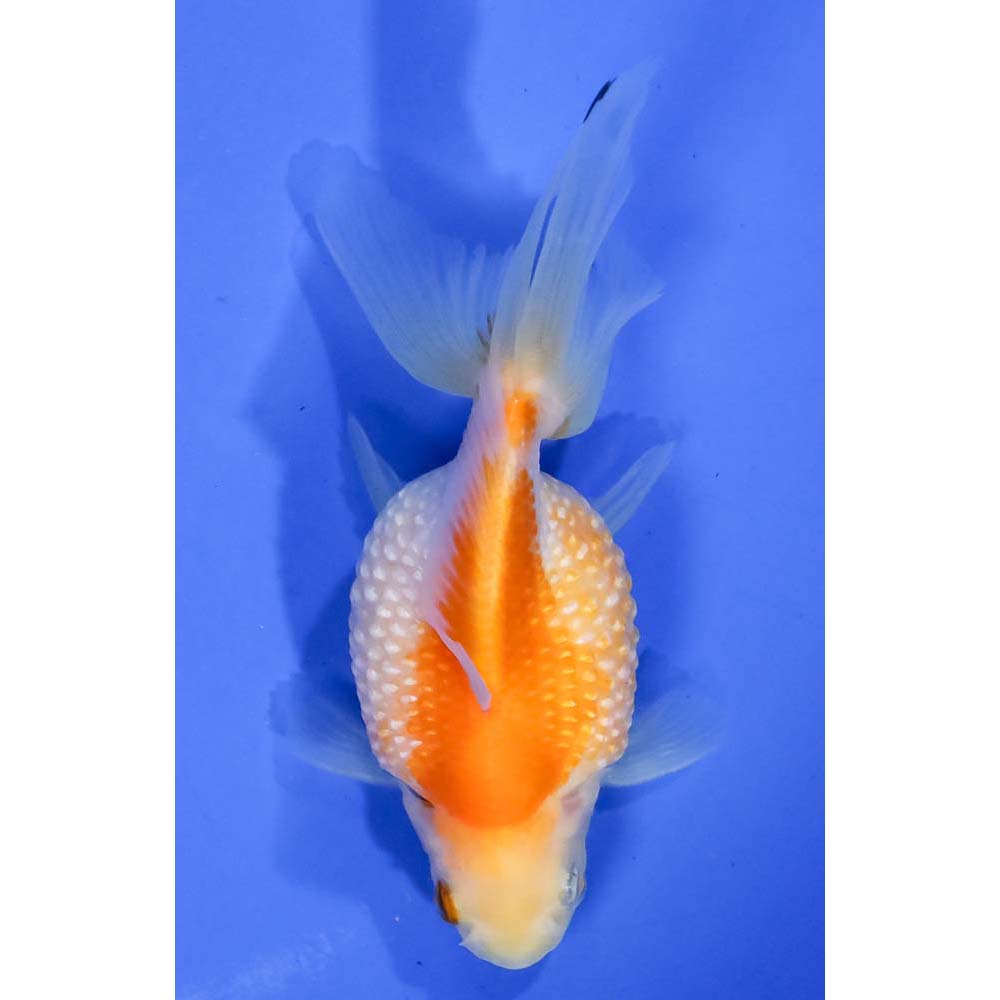 4 5 Imported Red And White Pearlscale Koi Fish For Sale 4 5 Imported Red And White Pearlscale Koi Fish For Sale