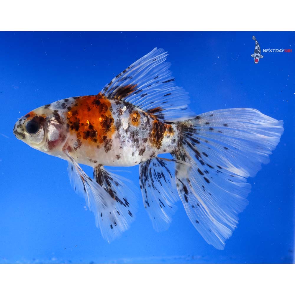 5.5” Imported Bristol Shubunkin | Koi Fish For Sale