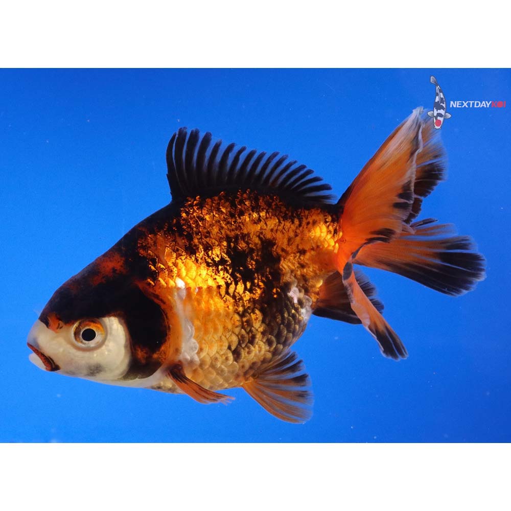 4” Imported Tri Color Ryukin | Koi Fish For Sale