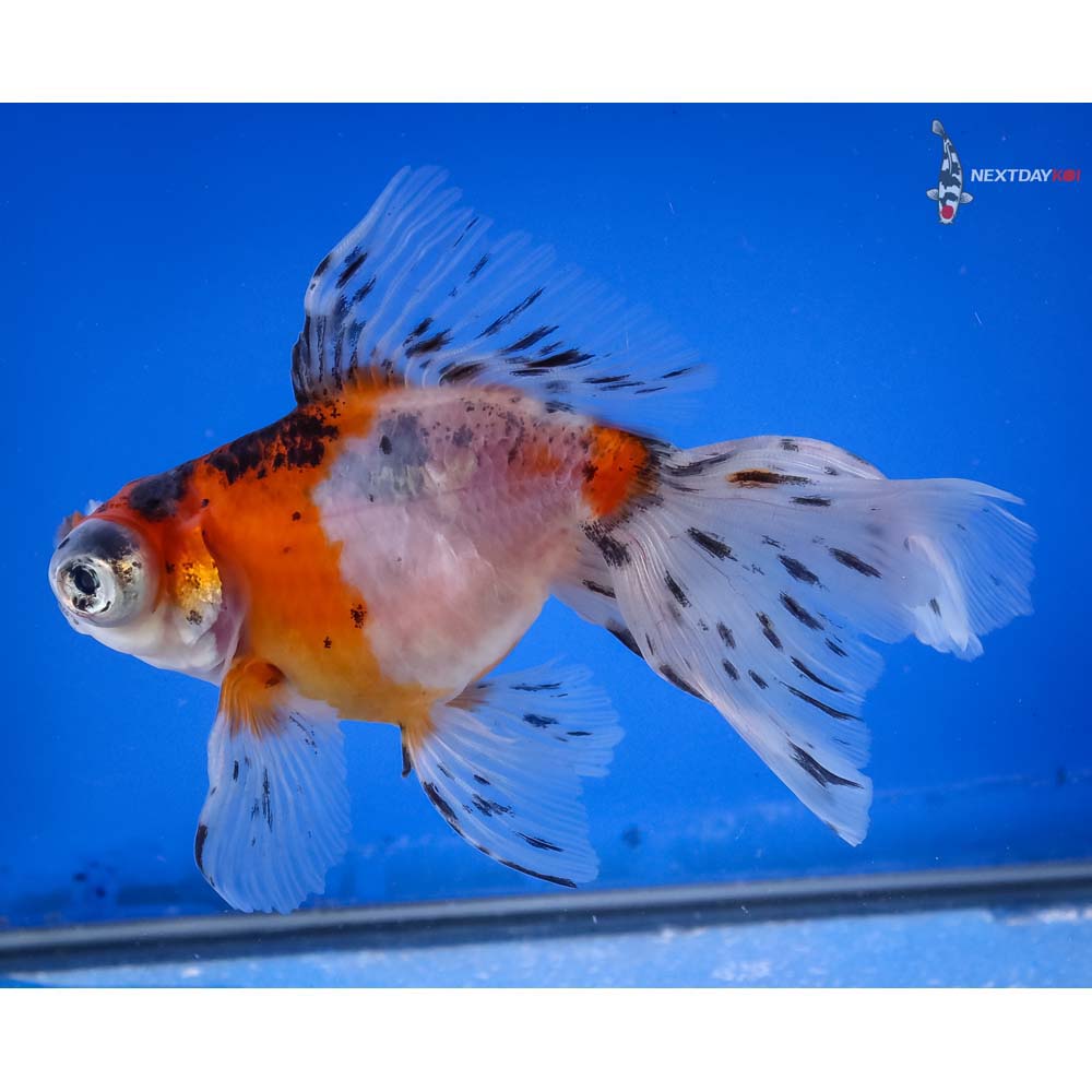5” Imported Calico Butterfly Tail | Koi Fish For Sale