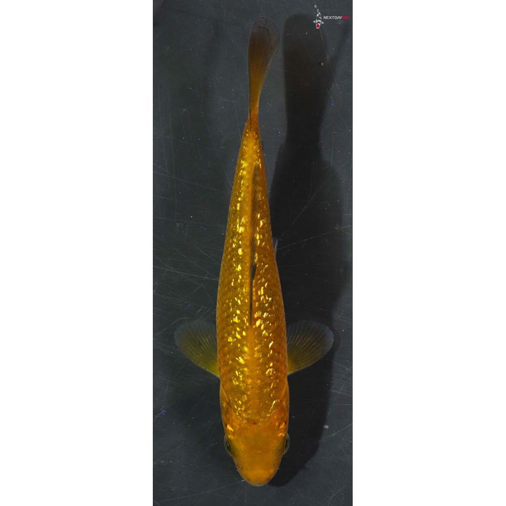 Chagoi Koi Fish For Sale | Next Day Koi