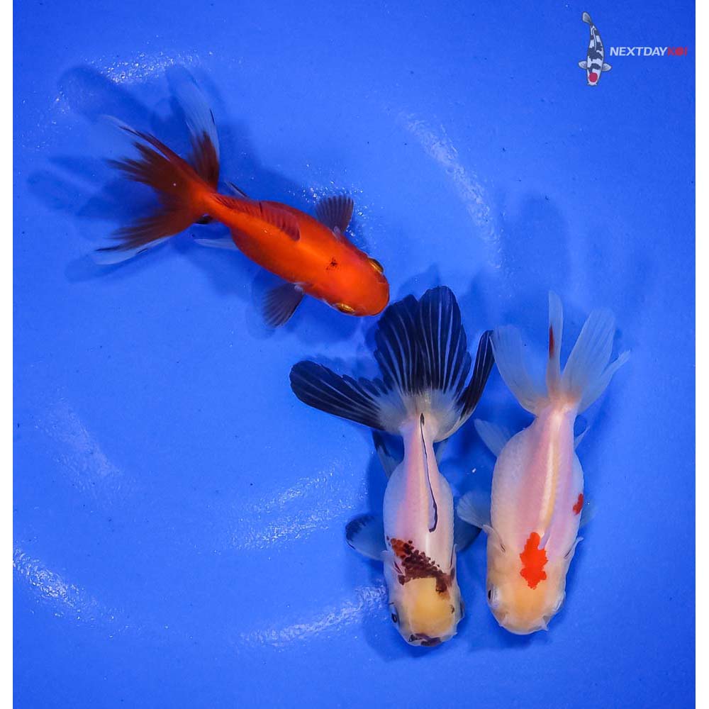 Lot of (3) 2-3” Imported Assorted Oranda | Koi Fish For Sale