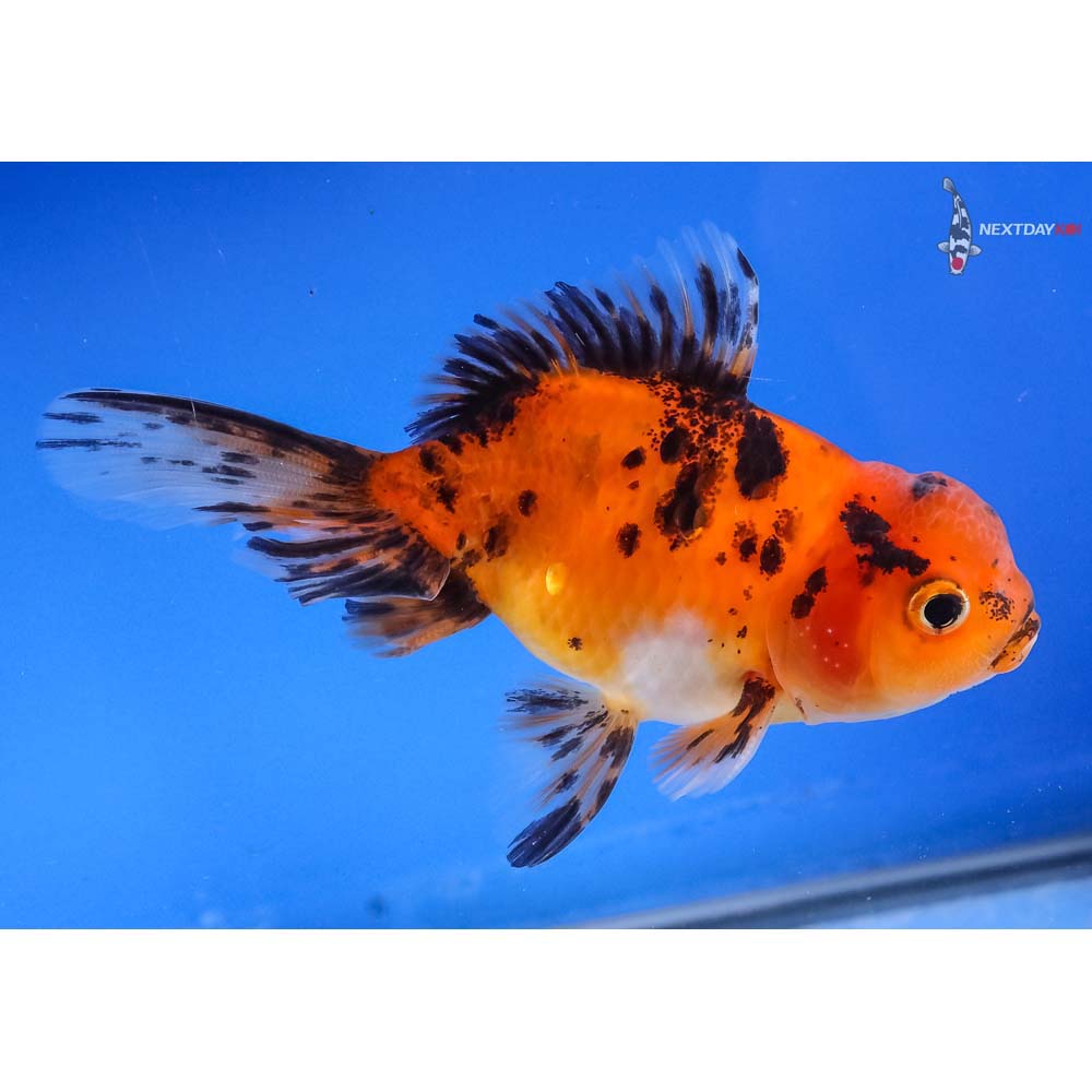 4” Imported Male Calico Oranda | Koi Fish For Sale